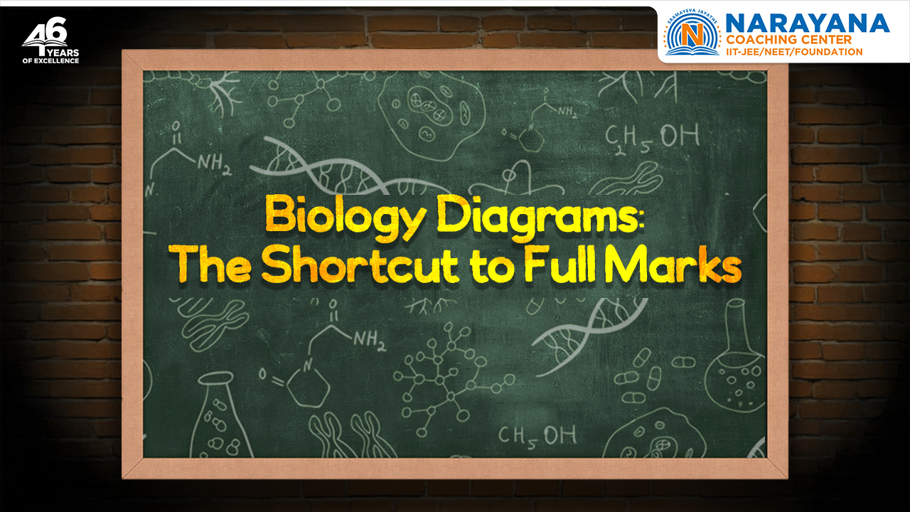 Biology Diagrams: The Shortcut to Full Marks